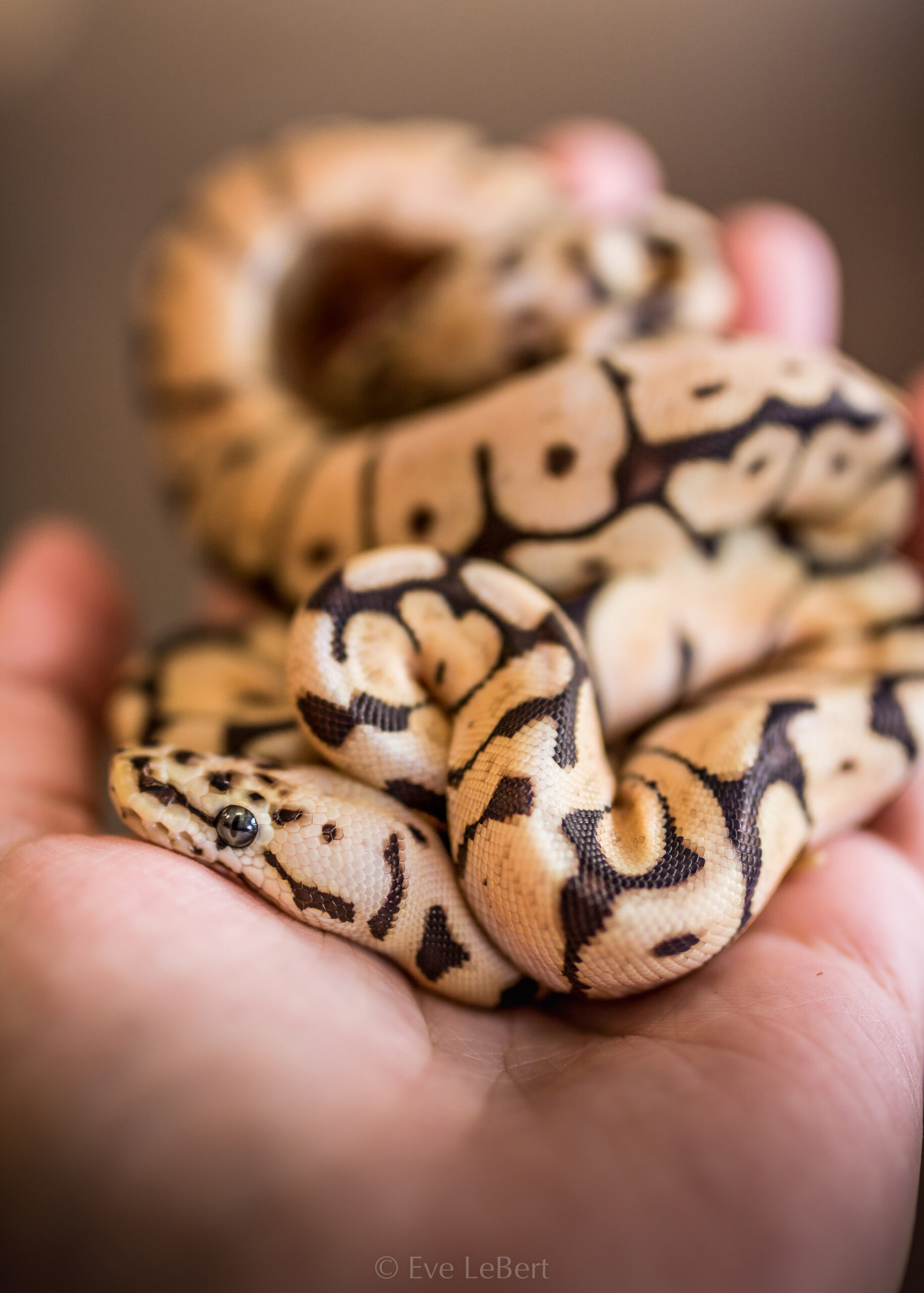 Find Your New Pet at Pets 'n' Things