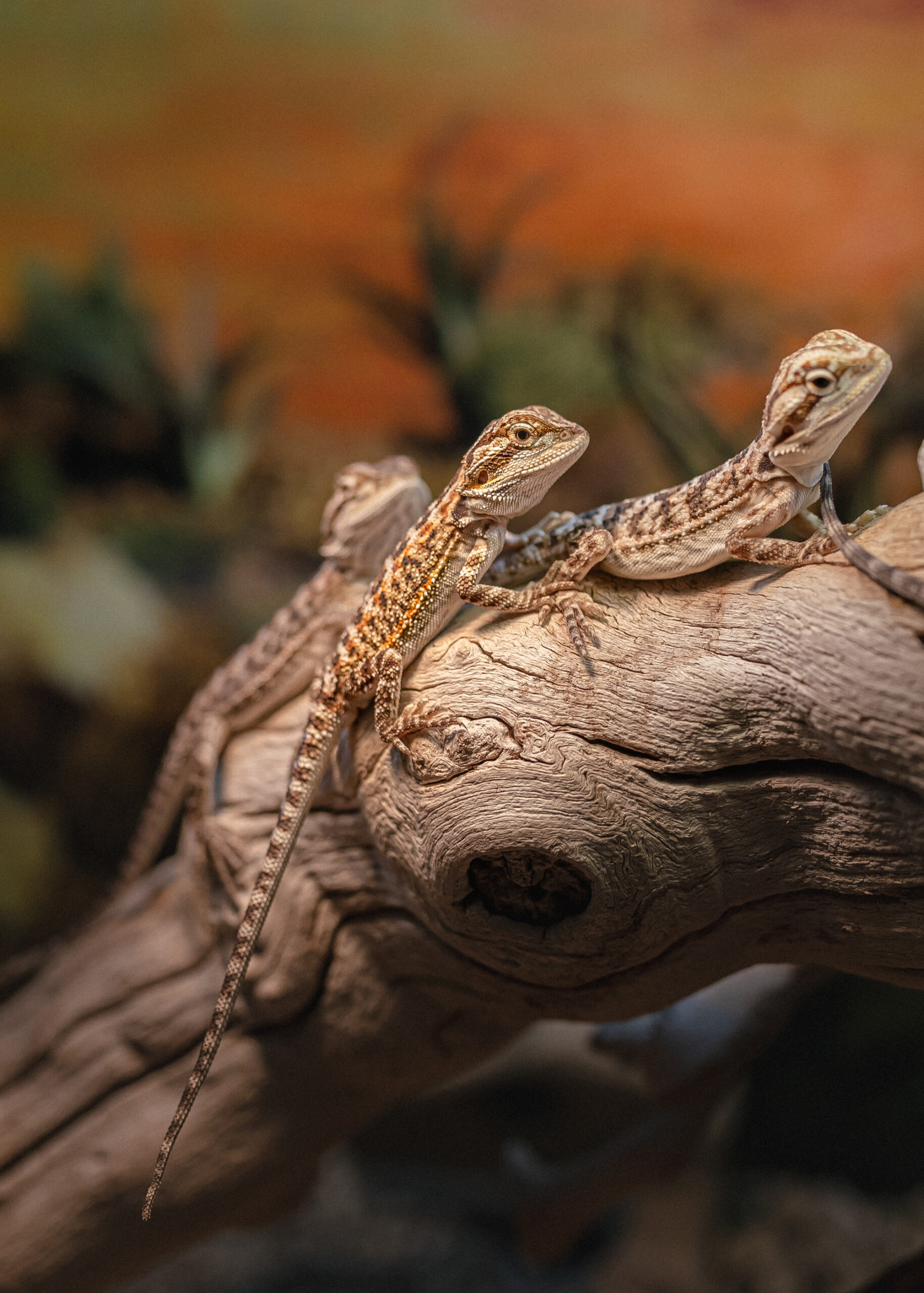 Find Your New Pet at Pets 'n' Things