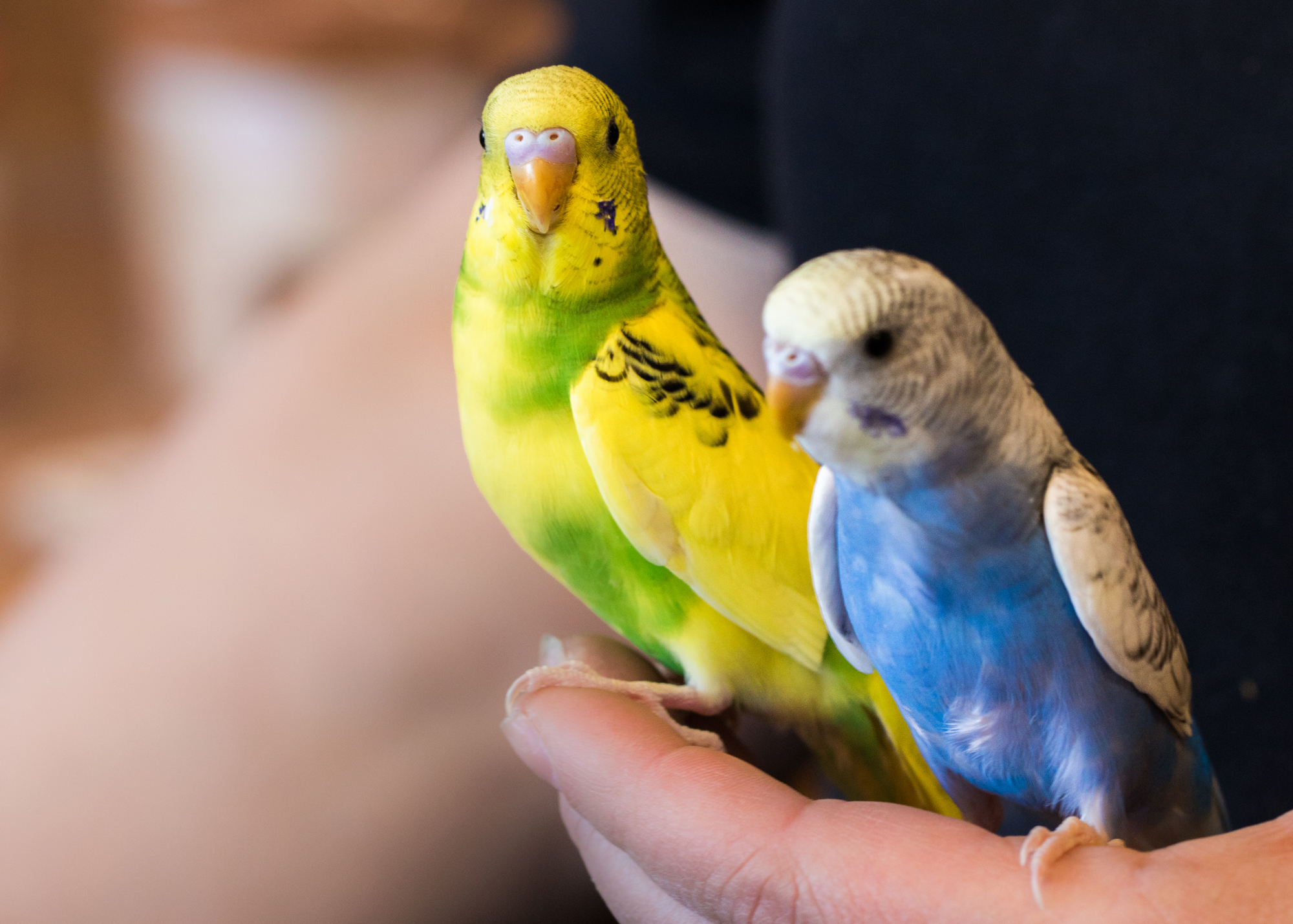 Find Your New Pet at Pets 'n' Things